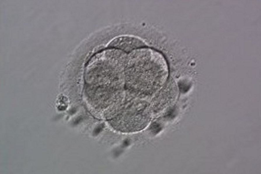 Embryo Development in IVF - Wilcox Fertility - Pasadena Fertility Doctor